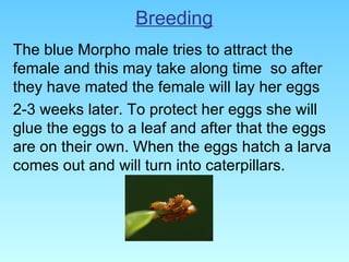 Natalie a the blue morpho | PPT
