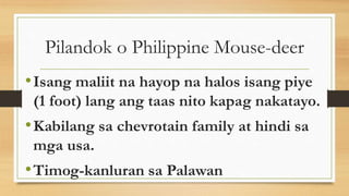 Natalo rin si pilandok | PPT