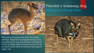 NATALO RIN SI PILANDOK.pptx