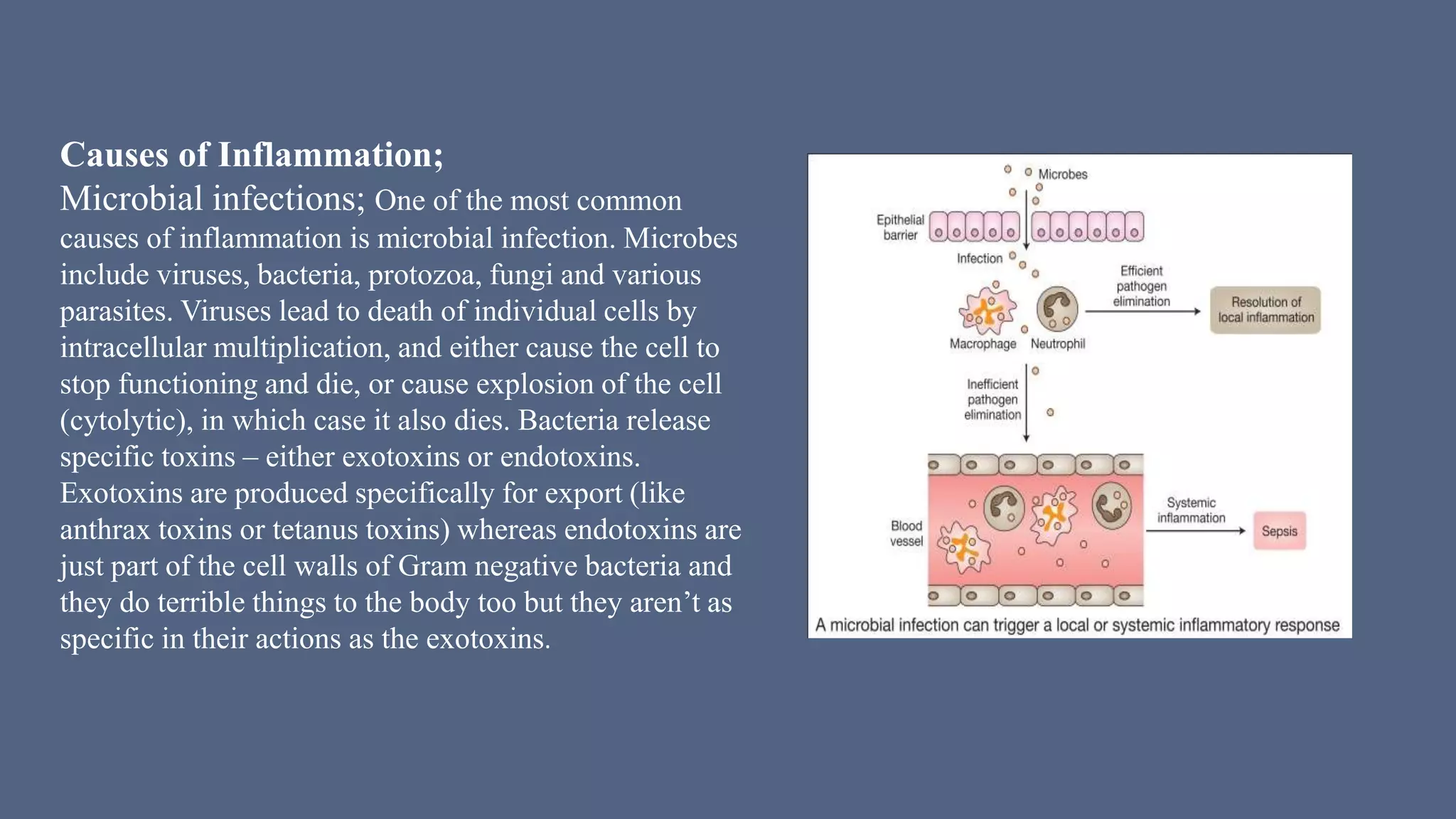 INFLAMMATION,types,morphological patterns,acute inflammation,chronic ...
