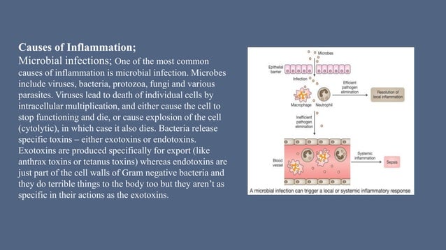 INFLAMMATION,types,morphological patterns,acute inflammation,chronic ...