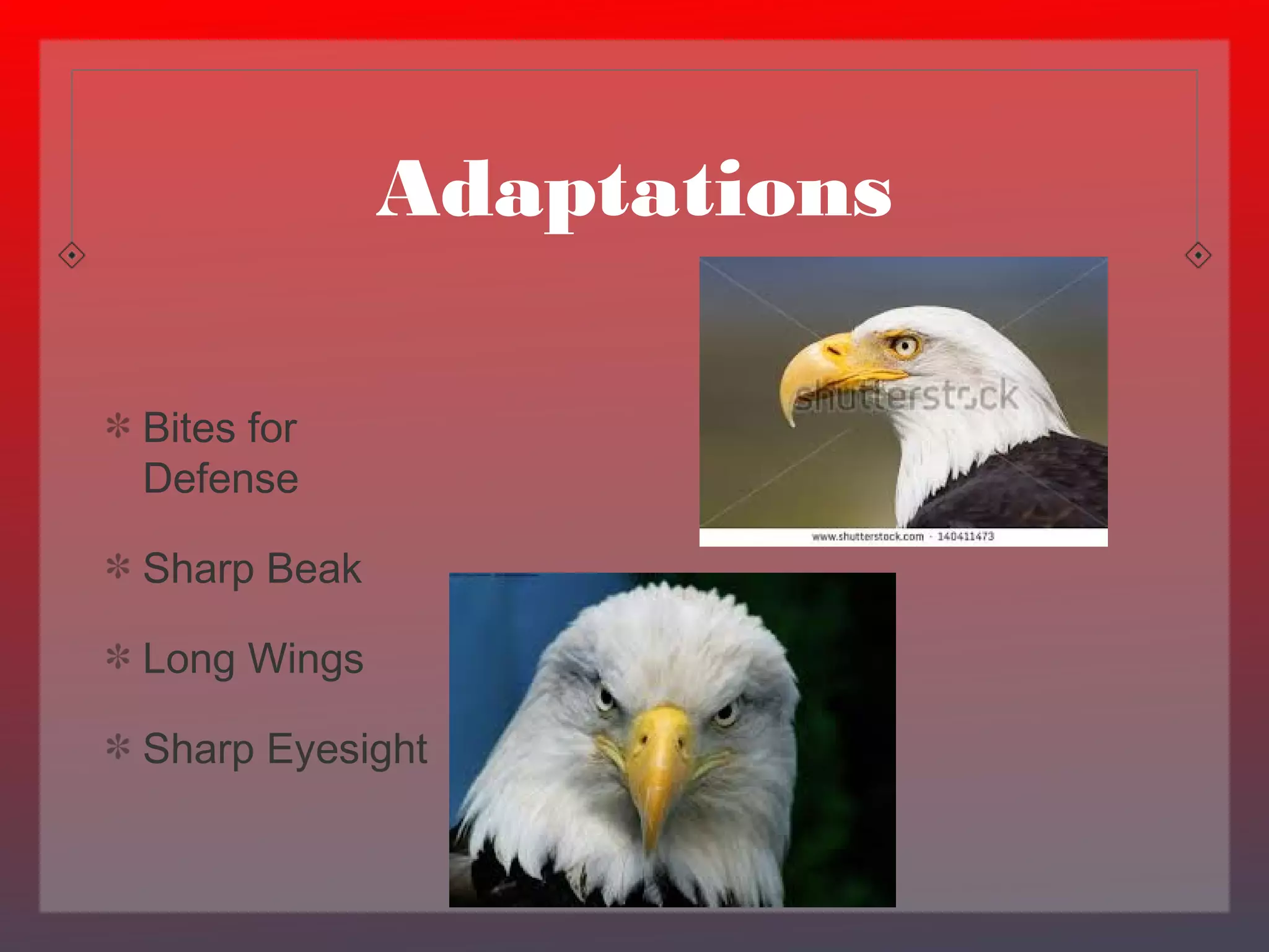 Anderson and nathan animal powerpoint | PPT