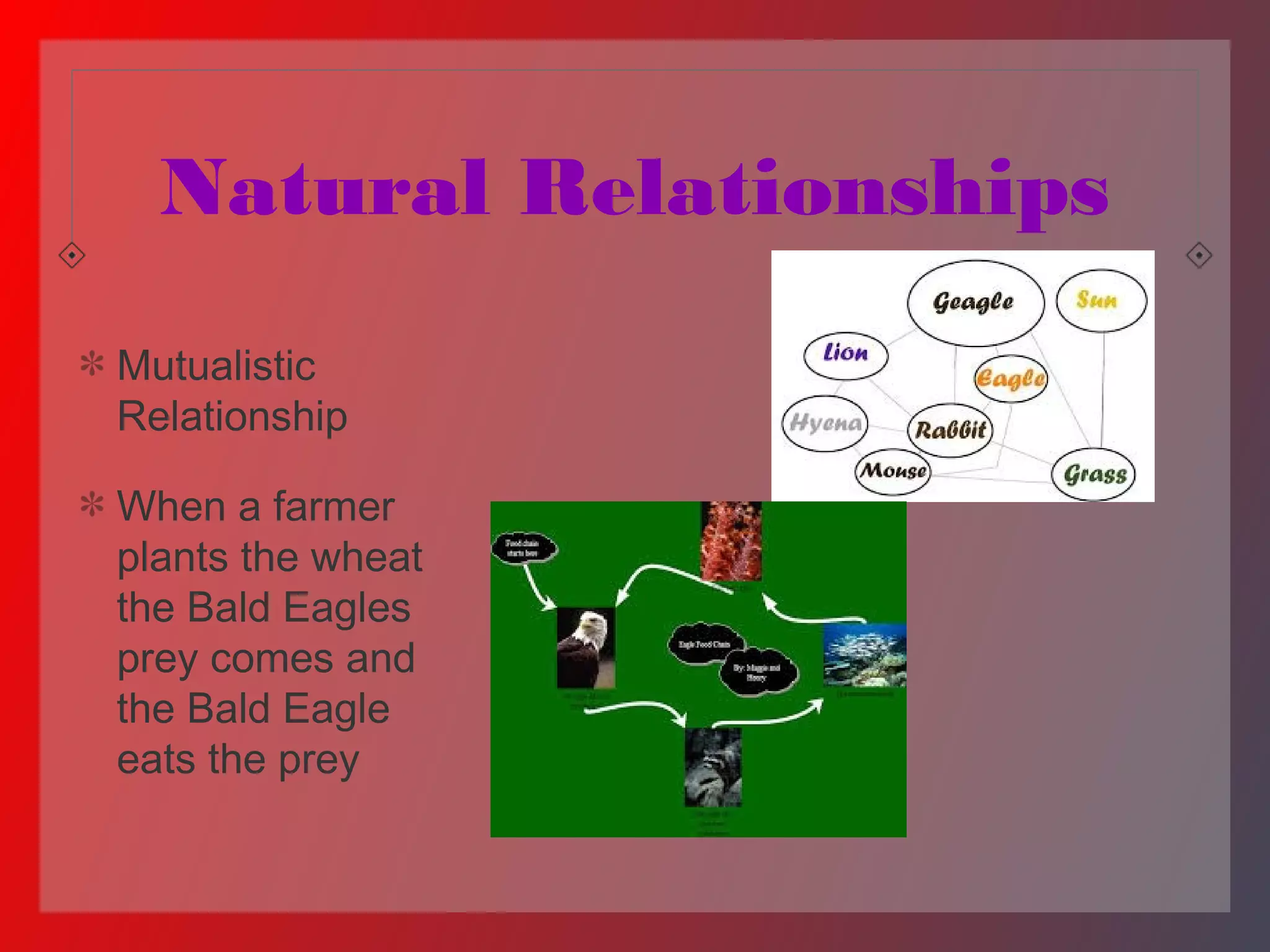 Anderson and nathan animal powerpoint | PPT