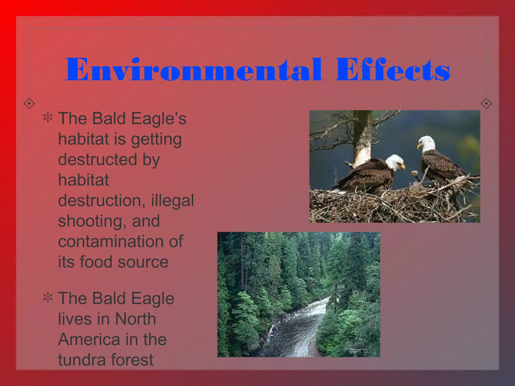 Anderson and nathan animal powerpoint | PPT