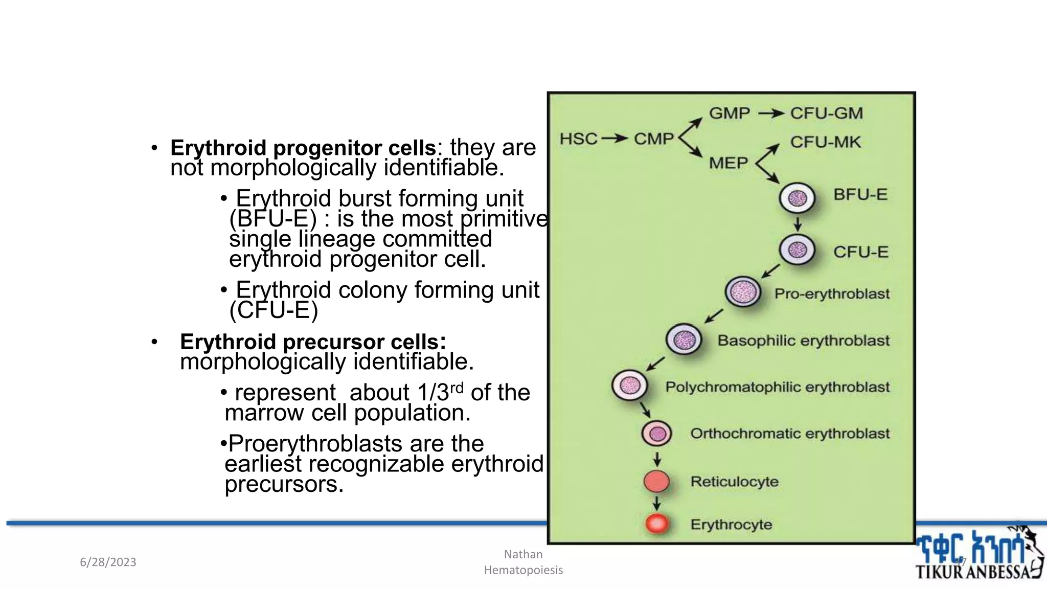 hemaatopoiesis.pptx | Blood Disorders | Diseases and Conditions
