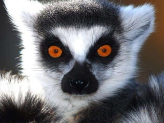 N athan ppt lemurs | PPTX | Zoos & Aquariums | Attractions