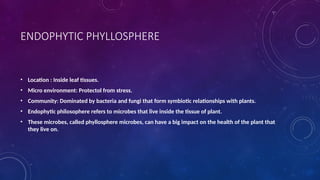 Phyllosphere - soil and agricultural microbiology SlideShare upload.pptx