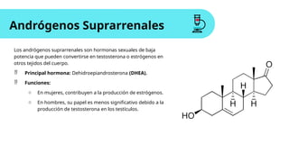 Qué son las glándulas suprarrenales y función | PPTX