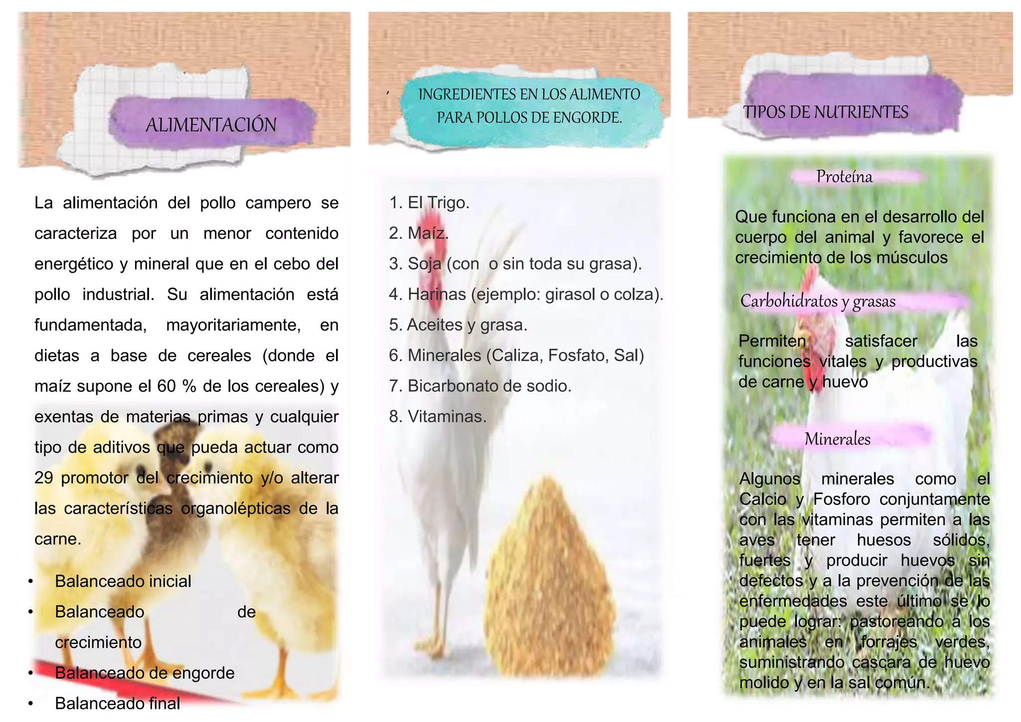 Nathy M....Avicola Triptico!.pptx