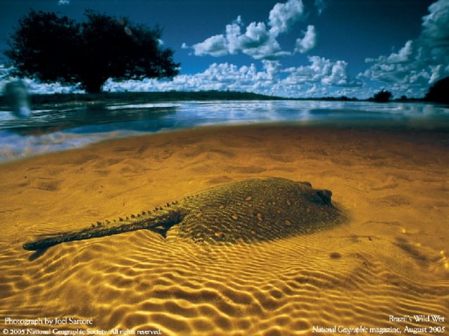 NATIONAL GEOGRAPHIC 2005 | PPS
