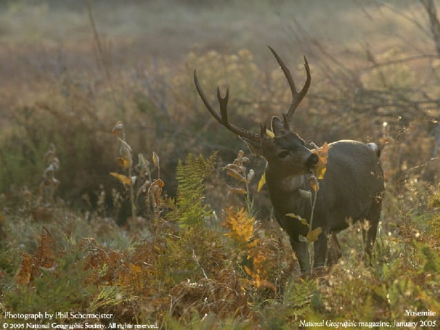 NATIONAL GEOGRAPHIC 2005 | PPS