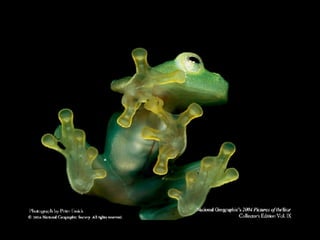 National Geographic Fotos | PPT