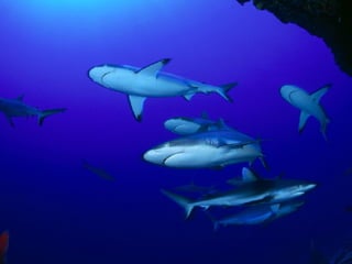 National Geographic Wallpapers | PPT