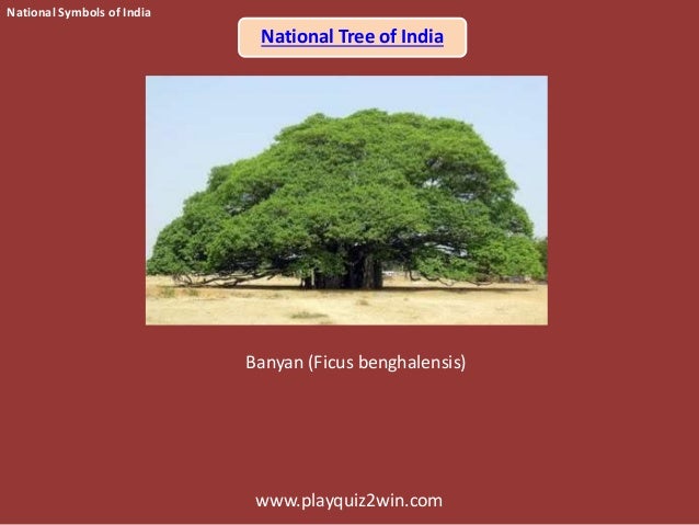 India National Tree Drawing