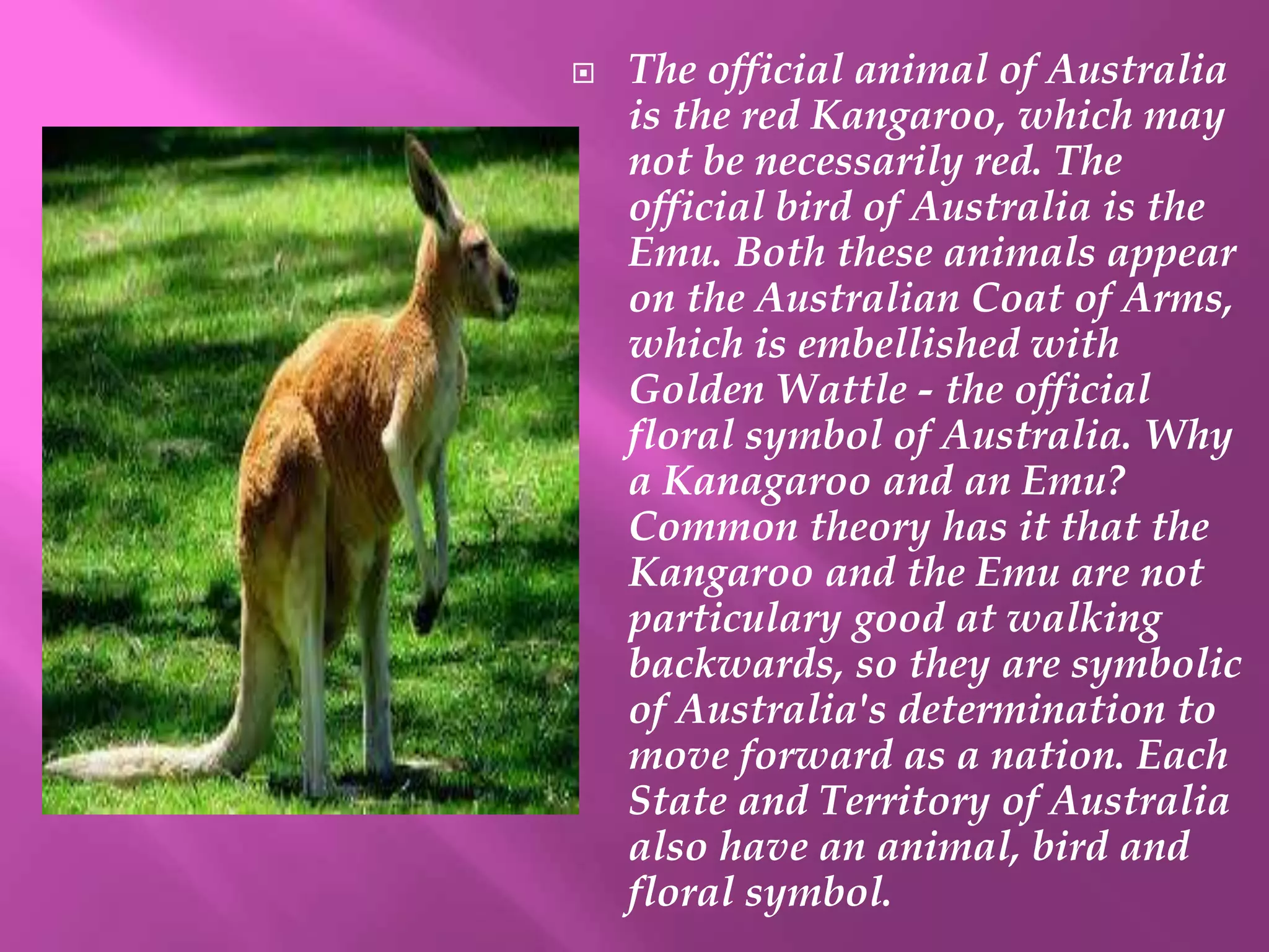 National animal of australia | PPTX