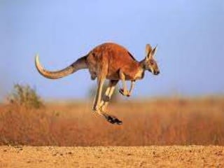 National animal of australia | PPTX