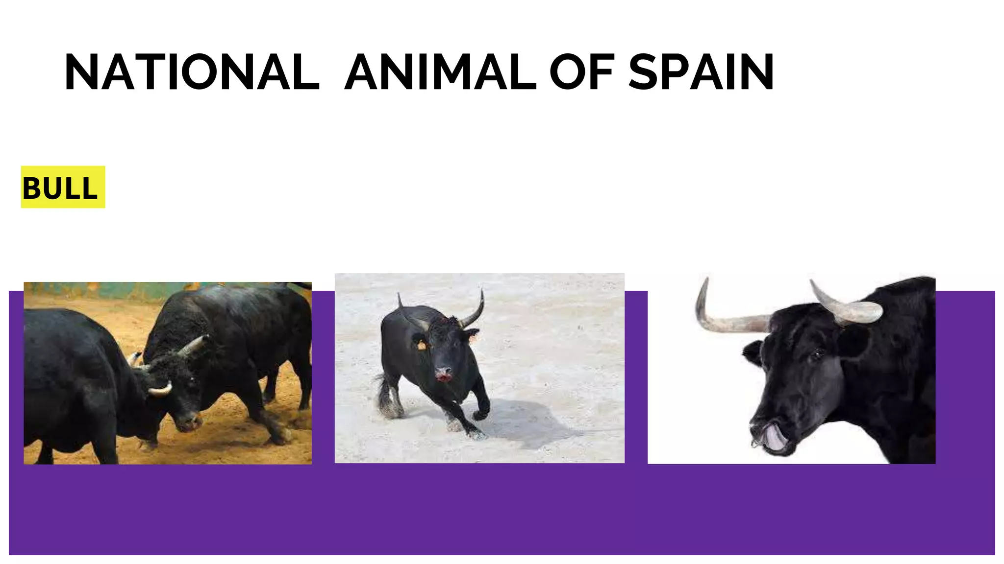 National animal of spain | PPTX