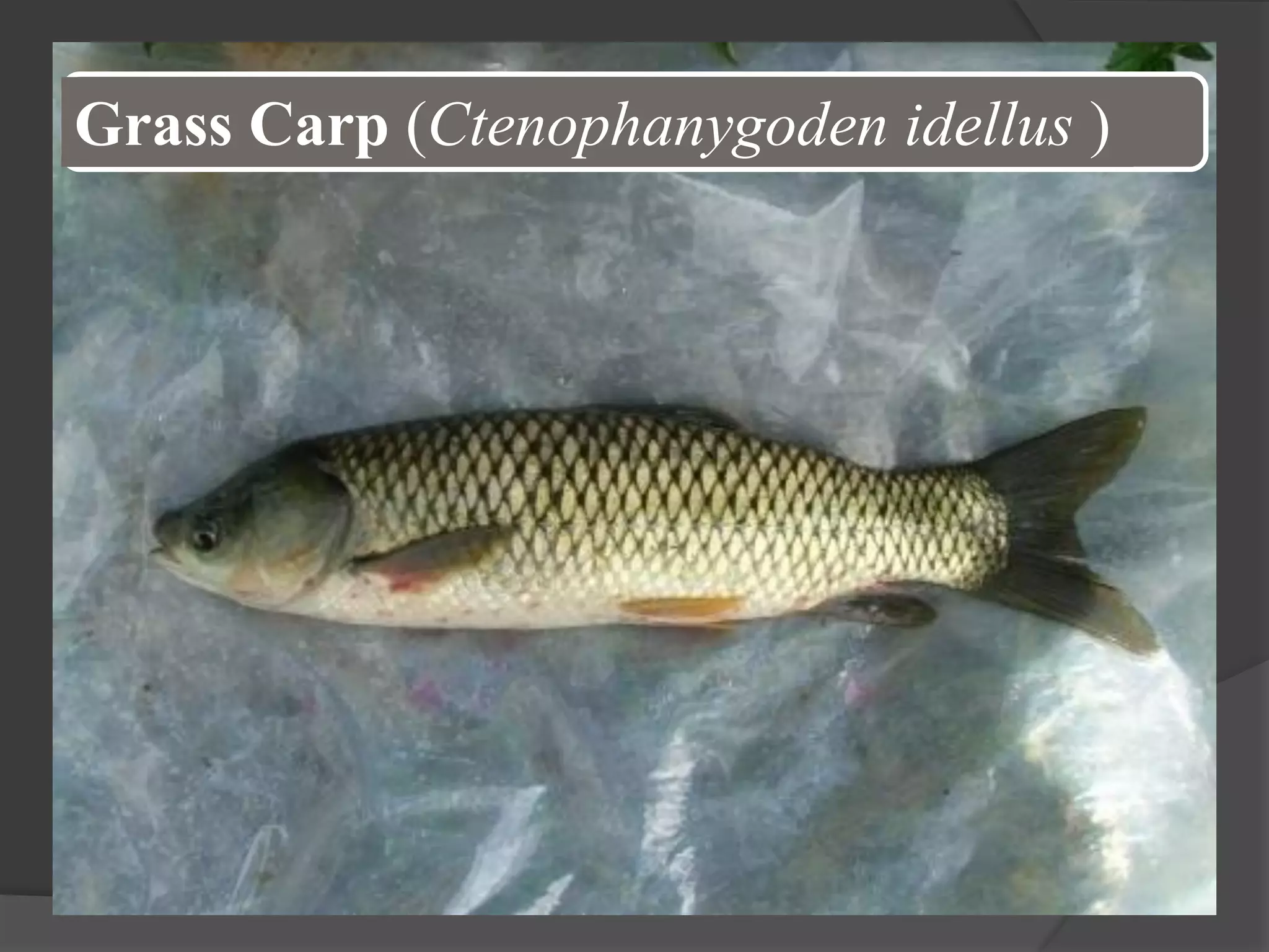 NAQDA_Dambulla | PDF