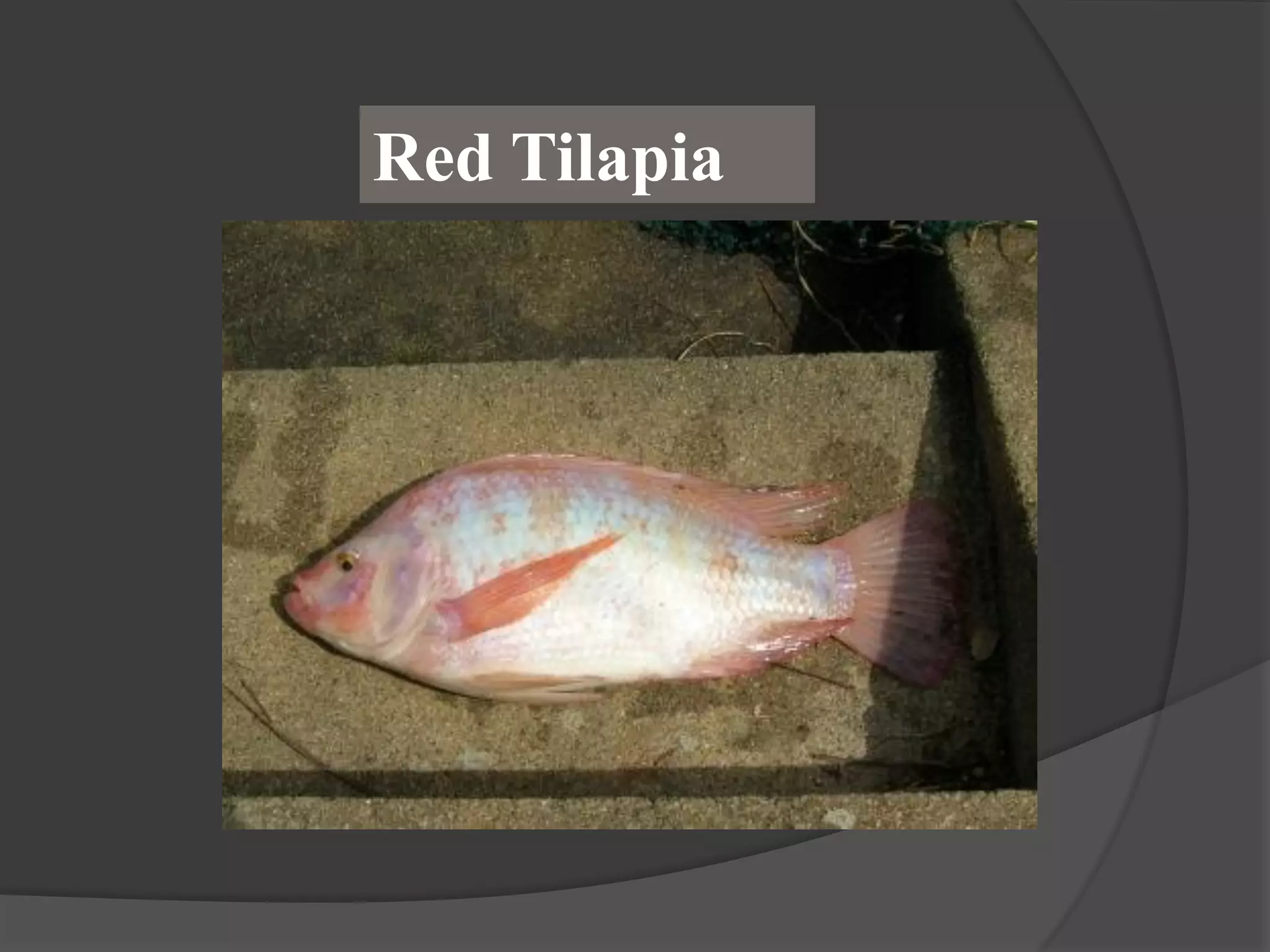 NAQDA_Dambulla | PDF