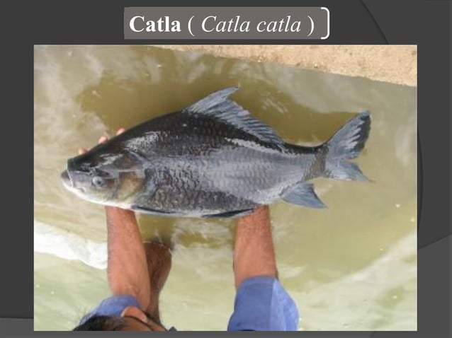 NAQDA_Dambulla | PDF