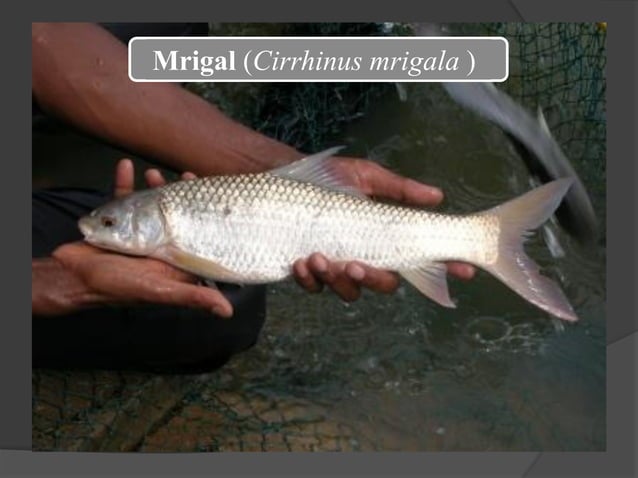 NAQDA_Dambulla | PDF