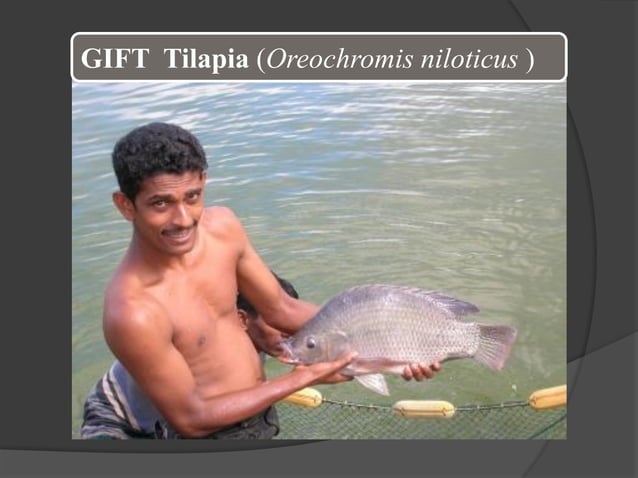 NAQDA_Dambulla | PDF