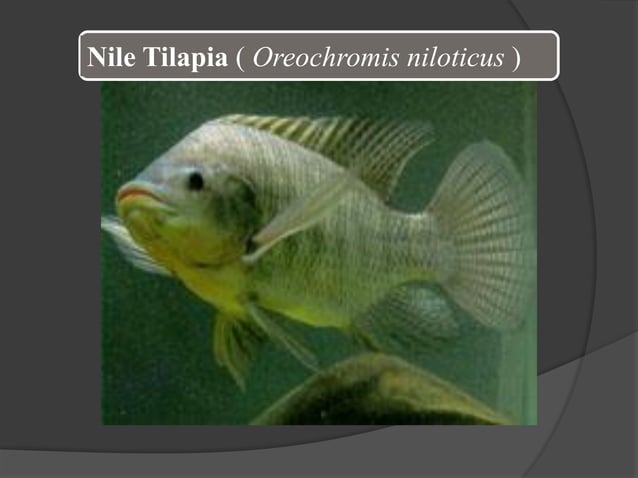 NAQDA_Dambulla | PDF