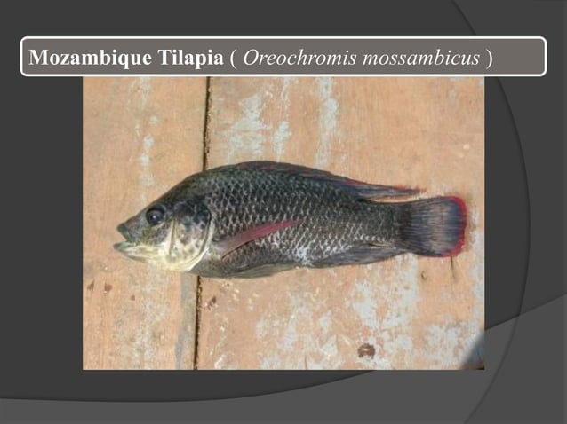 NAQDA_Dambulla | PDF