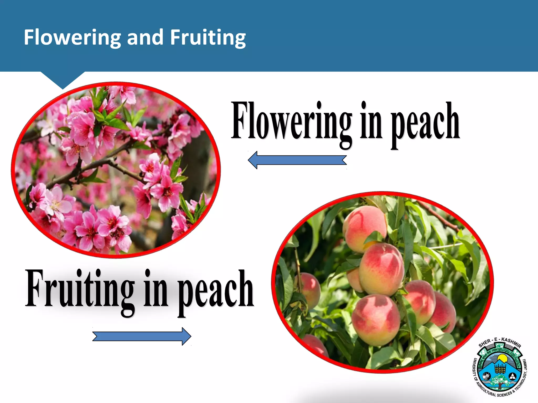 Maturity indices of Peach | PPT