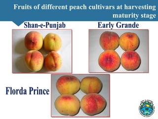 Maturity indices of Peach | PPT