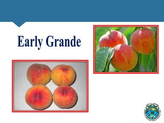 Maturity indices of Peach | PPT