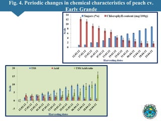 Maturity indices of Peach | PPT