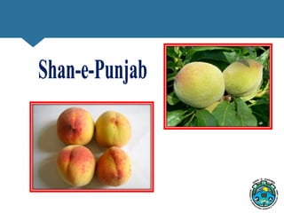 Maturity indices of Peach | PPT