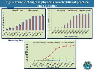 Maturity indices of Peach | PPT