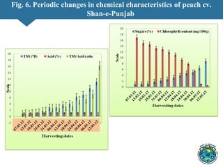 Maturity indices of Peach | PPT