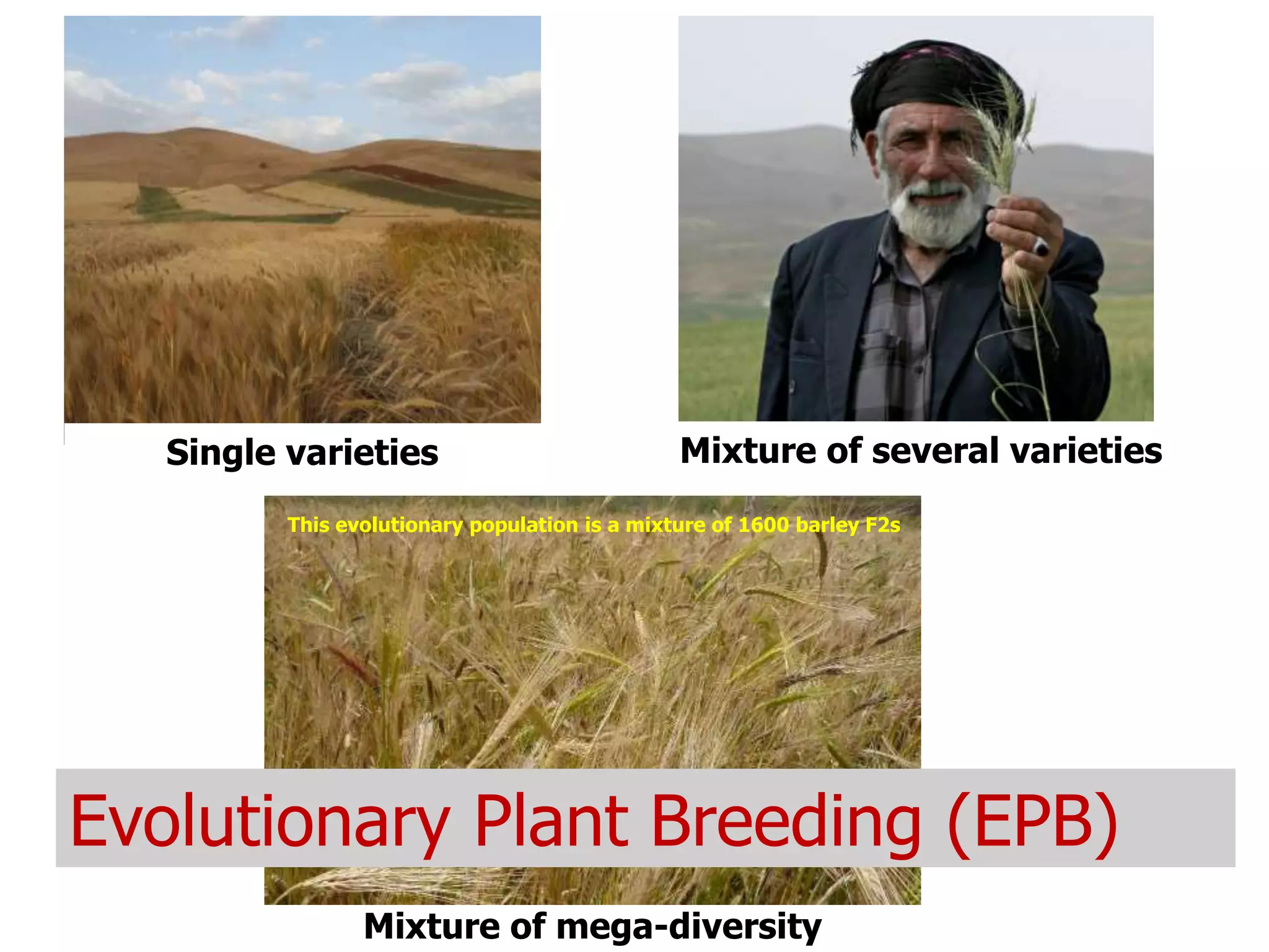 National Experiences - Evolutionary Participatory Plant Breeding: using ...
