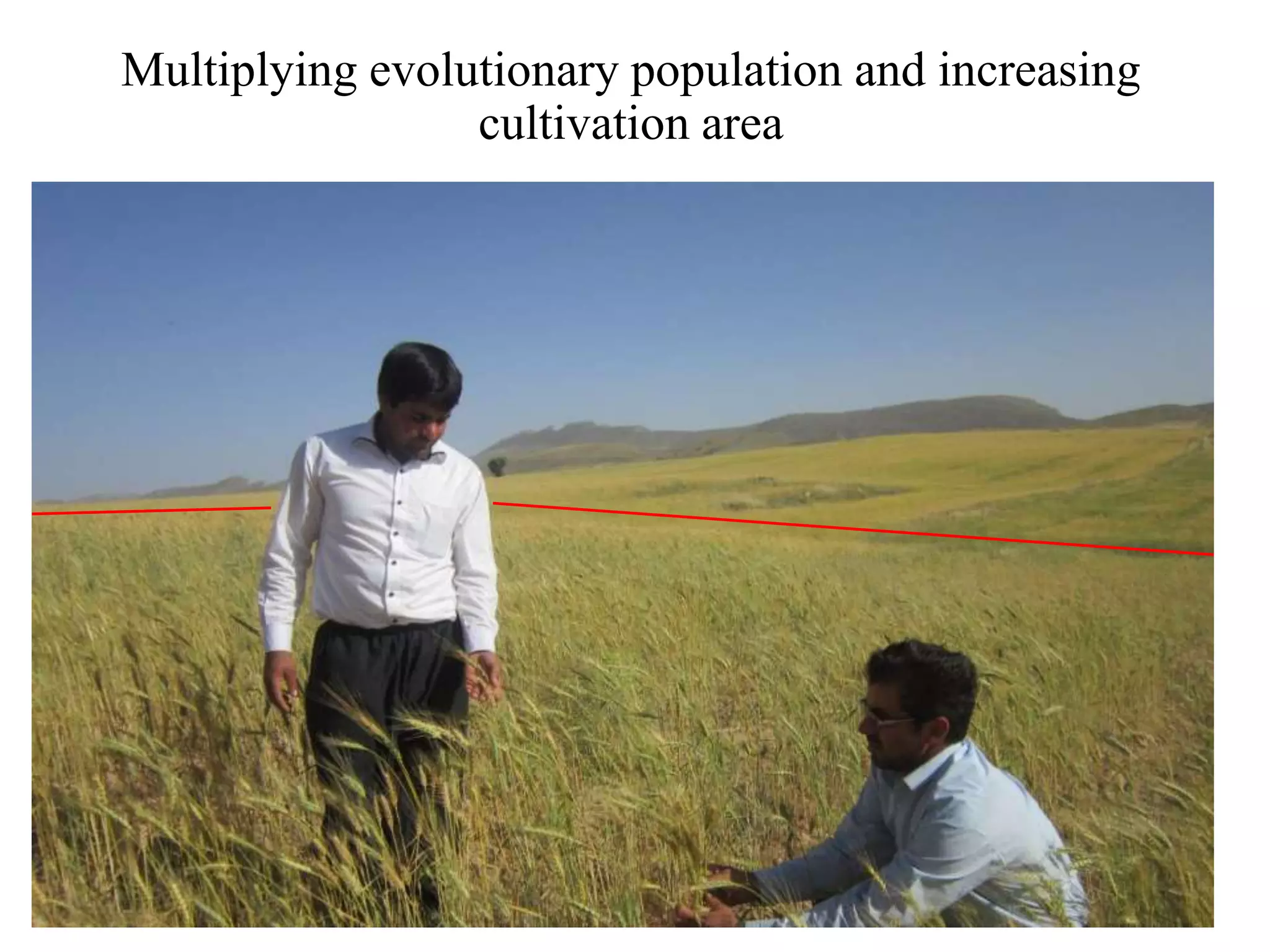 National Experiences - Evolutionary Participatory Plant Breeding: using ...