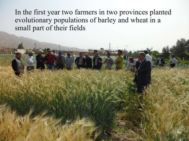 National Experiences - Evolutionary Participatory Plant Breeding: using ...