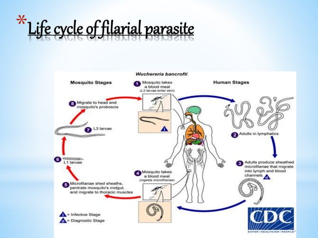 National filarial control programme | PPTX | Infectious Diseases ...
