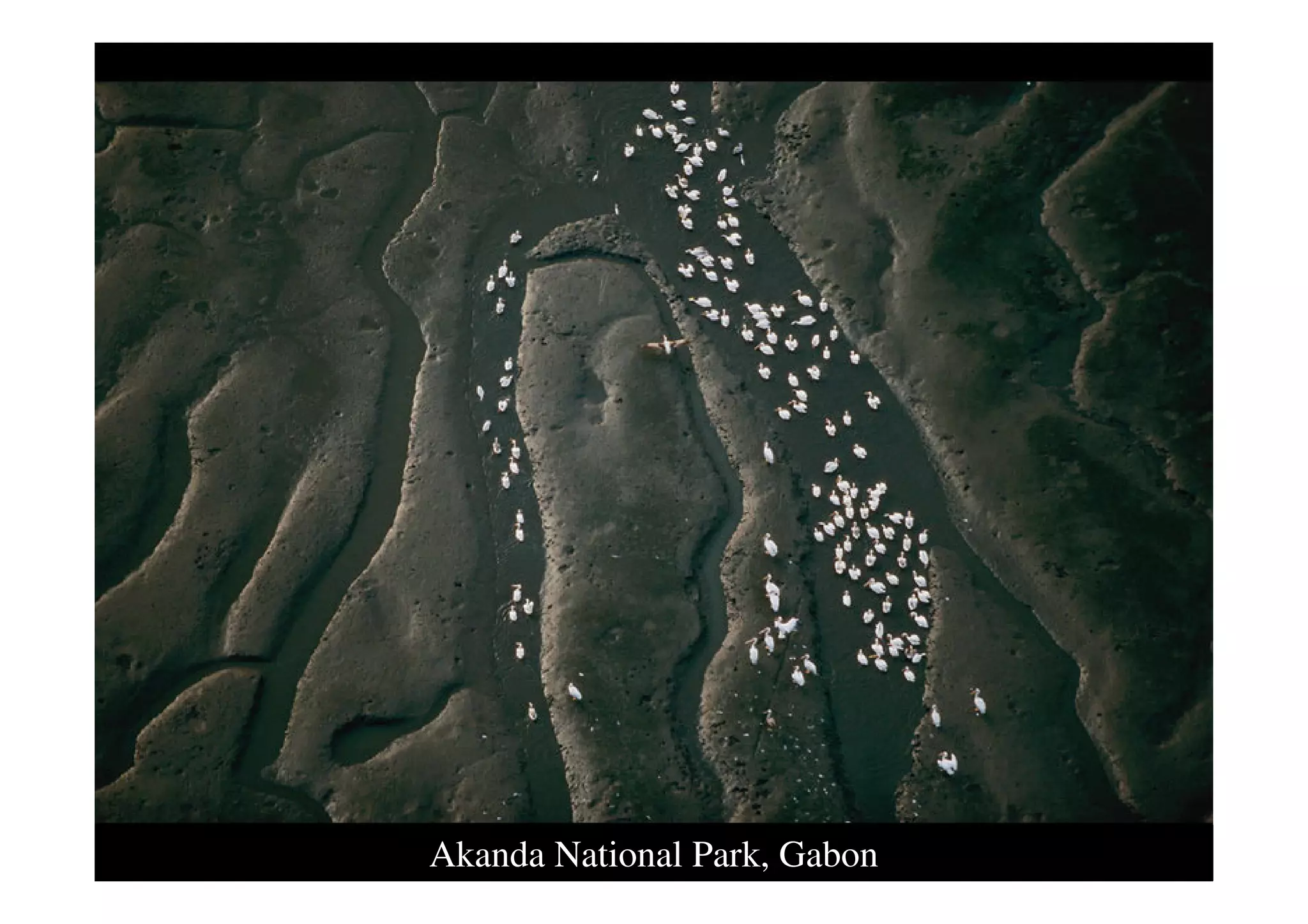 National Geographic | PPT