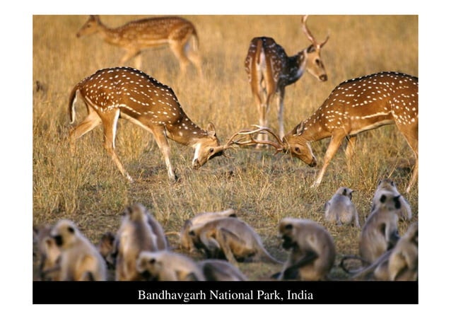 National Geographic | PPT