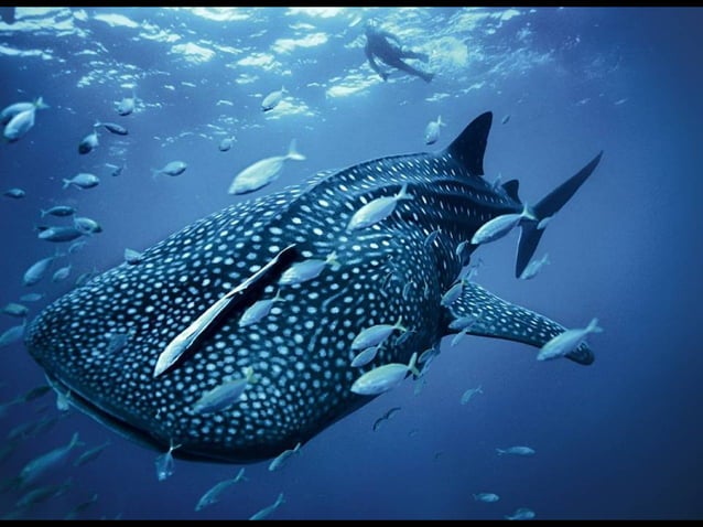 National geographic | PPT