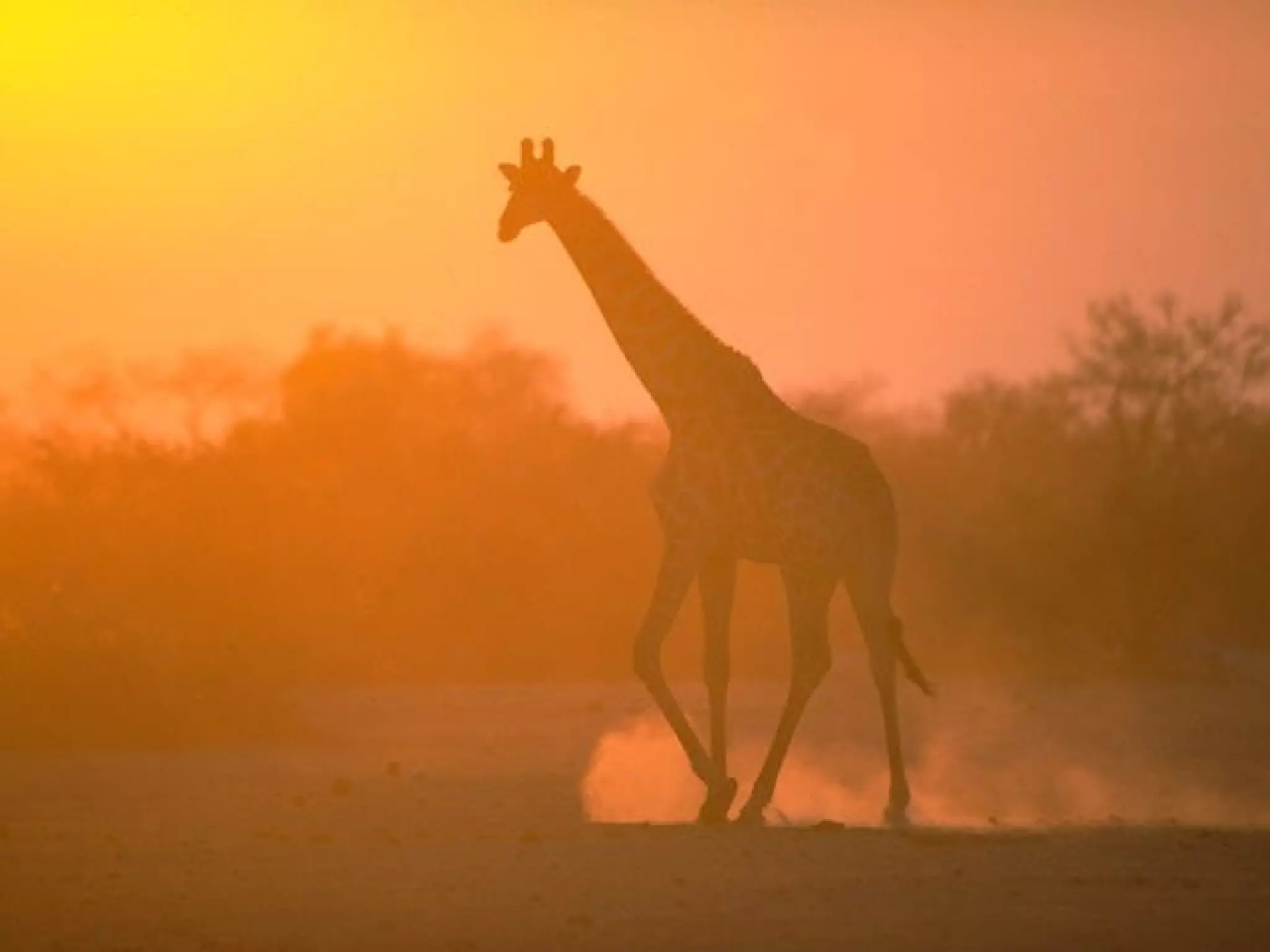 National geographic | PPS | Large Animals | Pets
