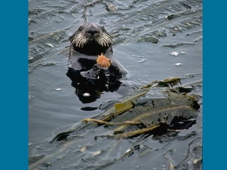 National geographic | PPS