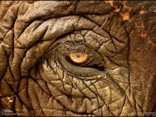 National Geographic | PPSX