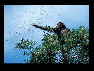 National geographic 1 | PPT