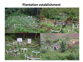 National greening program inspection report | PDF