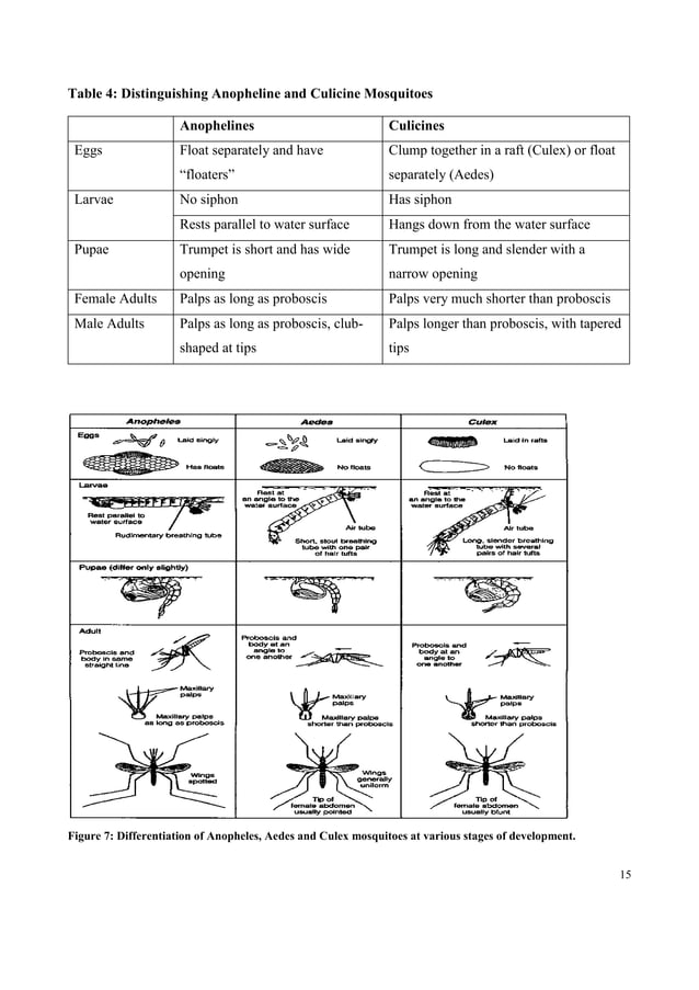 National Malaria Guideline 2022.pdf | Infectious Diseases | Diseases and Conditions