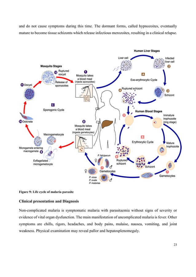 National Malaria Guideline 2022.pdf | Infectious Diseases | Diseases and Conditions
