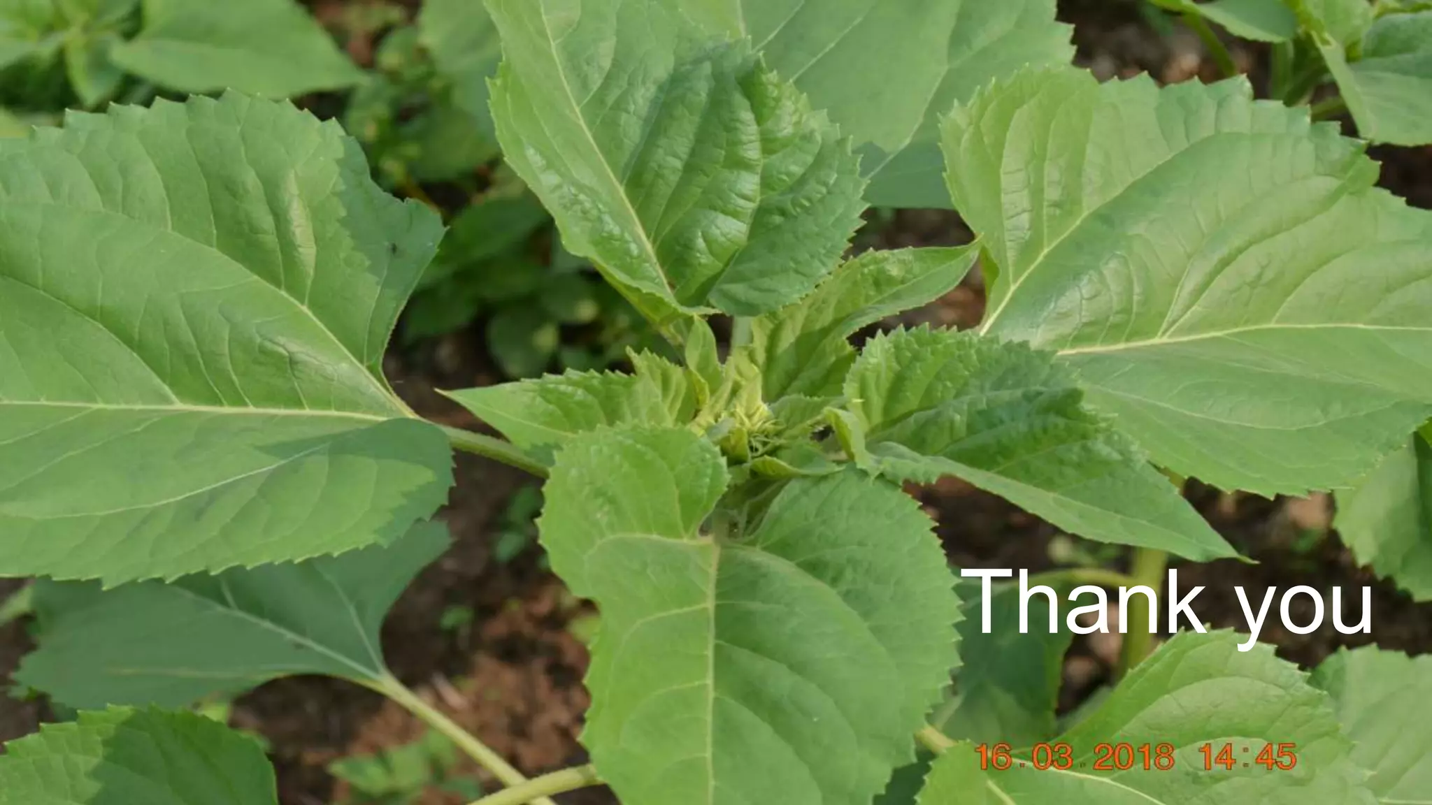 National mission for sustaining himalayan ecosystem (nmshe) ppt | PPTX